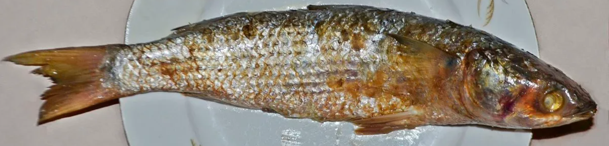 Fesikh Fish made in the monastery | stmarystjohnmonasterybookstore.com